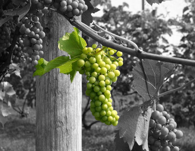 De Groene Druiven Van De Wijn Stock Afbeelding - Image of groen, post ...
