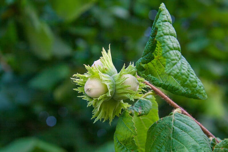 De Groene Hazelnoten Groeien Op De Boom Stock Foto - Image of ...