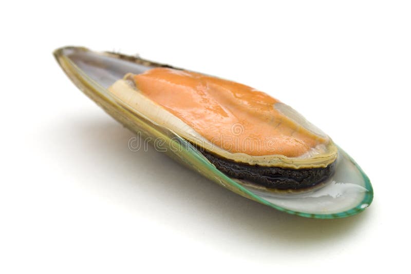 De Groene Mossel Van Nieuw Zeeland Stock Foto - Image of mossel, schelp ...