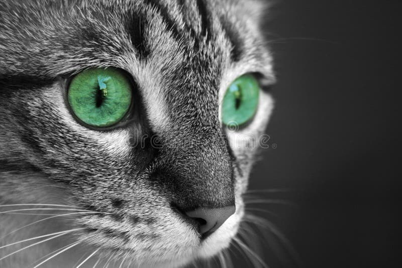 Groene Kattenogen stock afbeelding. Image of ogen, briljant - 3705039