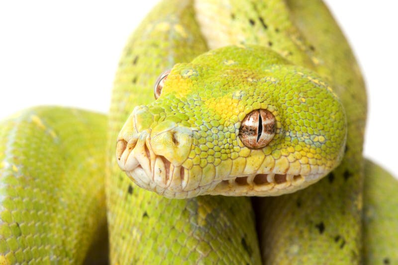 Groene boompython stock foto. Image of aanval, exemplaar - 7292414