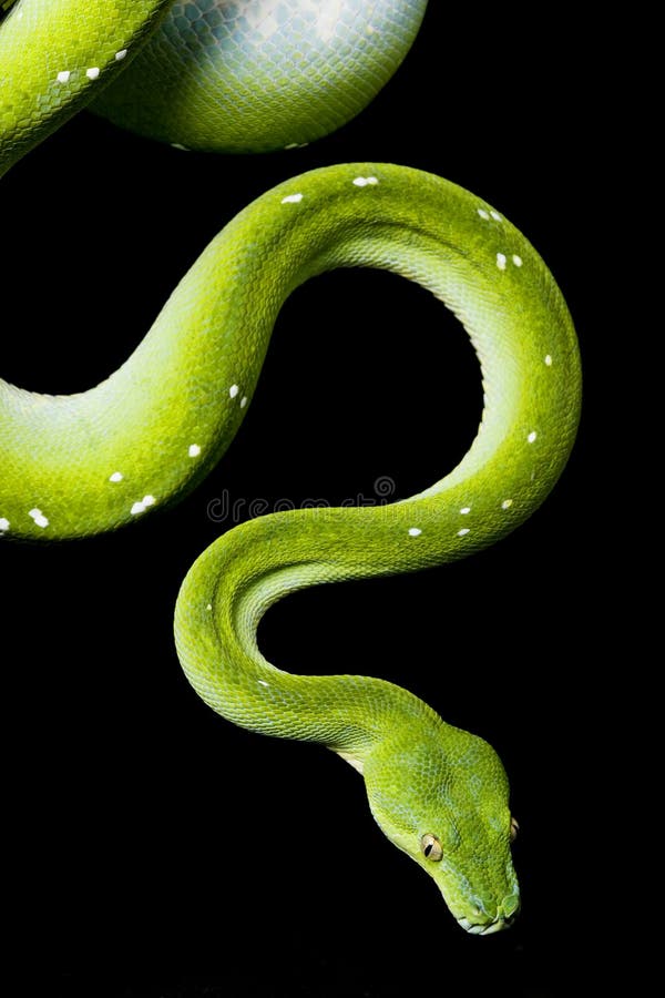 Groene boompython stock foto. Image of kleur, boom, kruipen - 7292454