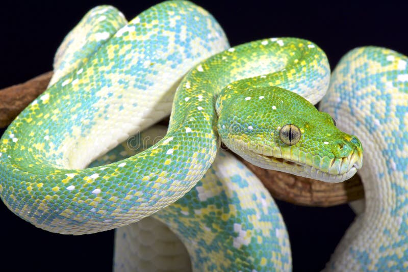 De Groene Python Van De Boom (Morelia Viridis) Stock Foto - Afbeelding ...