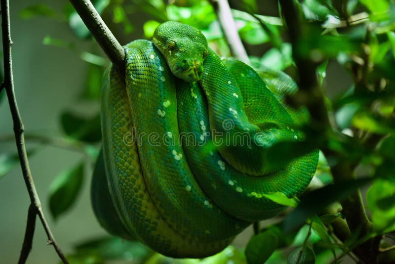 De Groene Python Van De Boom (Morelia Viridis) Stock Afbeelding ...