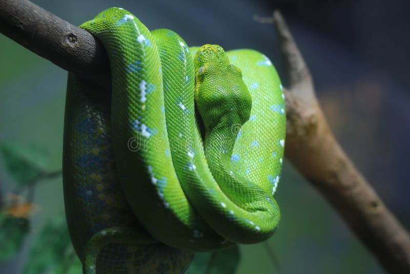 De Groene Python Van De Boom (viridis Chondropython) Stock Afbeelding ...
