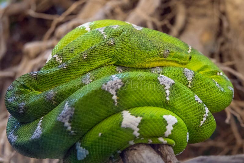 De Groene Slang Van De Boompython Stock Afbeelding - Image of ...