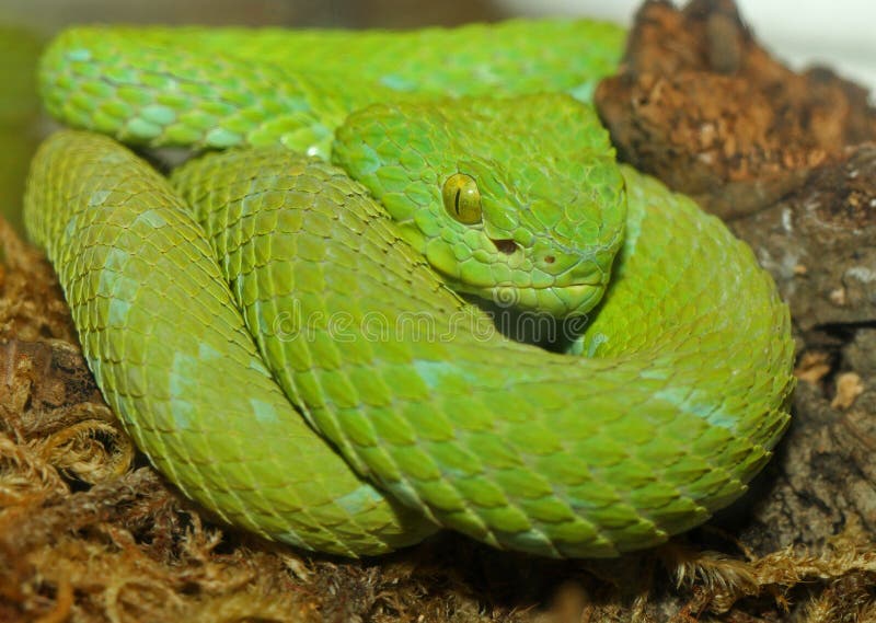 Groene boomslang stock foto. Image of vrees, dier, bevlekt - 25934122