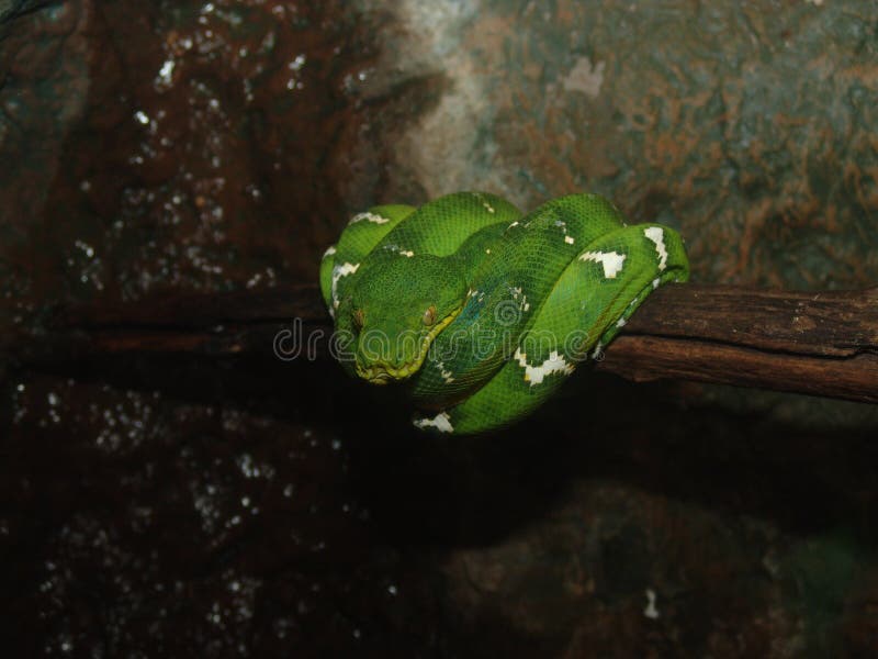 De Groene Slang Van De Boom Stock Afbeelding - Image of wereld ...