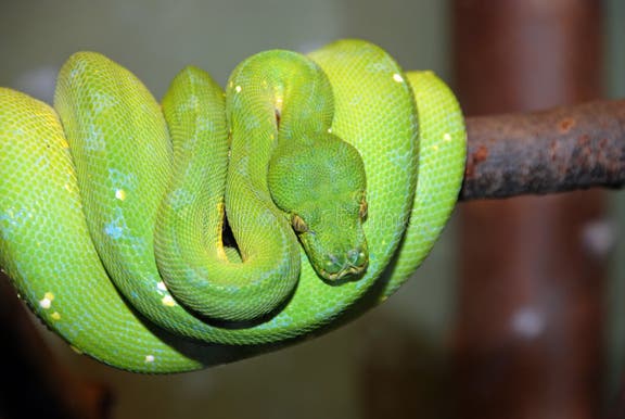Groene Boompython, Chondropython Viridis Stock Afbeelding - Image of ...