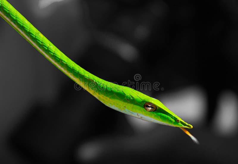 De Groene Slang Van De Wijnstok Stock Afbeelding - Image of slang, ogen ...