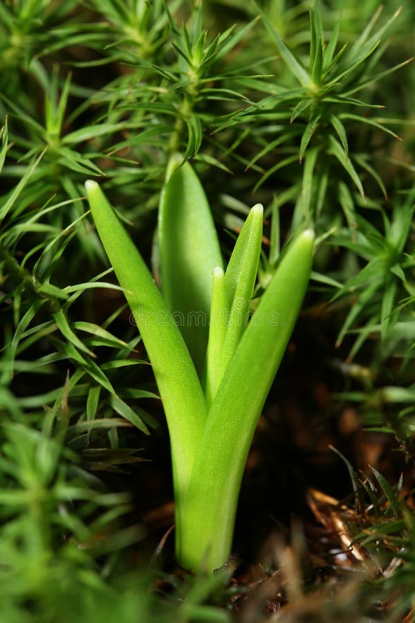 De Groene Spruit Begint Te Groeien Stock Afbeelding - Image of spruit ...