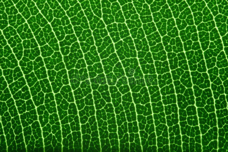 Groene Bladtextuur stock afbeelding. Image of boom, micro - 2291871