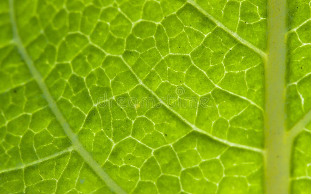 De Groene Textuur Van Het Blad Stock Afbeelding - Image of leven, nave ...