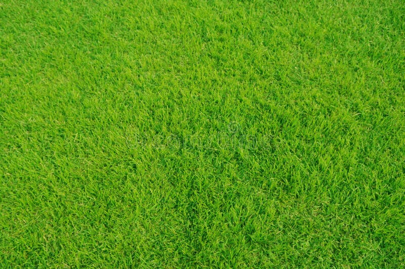 Groene Weide Onder Blauwe Hemel Stock Afbeelding - Image of mooi ...