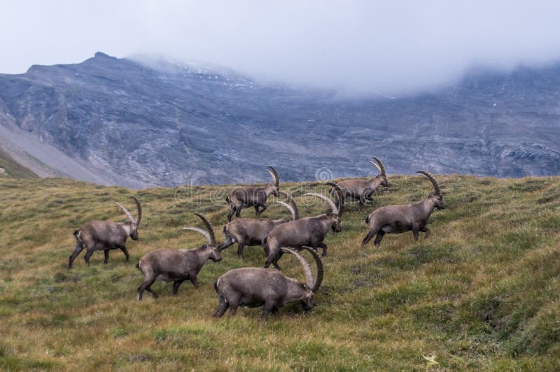 De Groep Die Geiten in De Alpen Lopen Stock Afbeelding - Image of ...