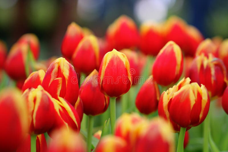 De Groep Rood Mengde Zich Met Gele Tulpen Stock Foto - Image of groep ...