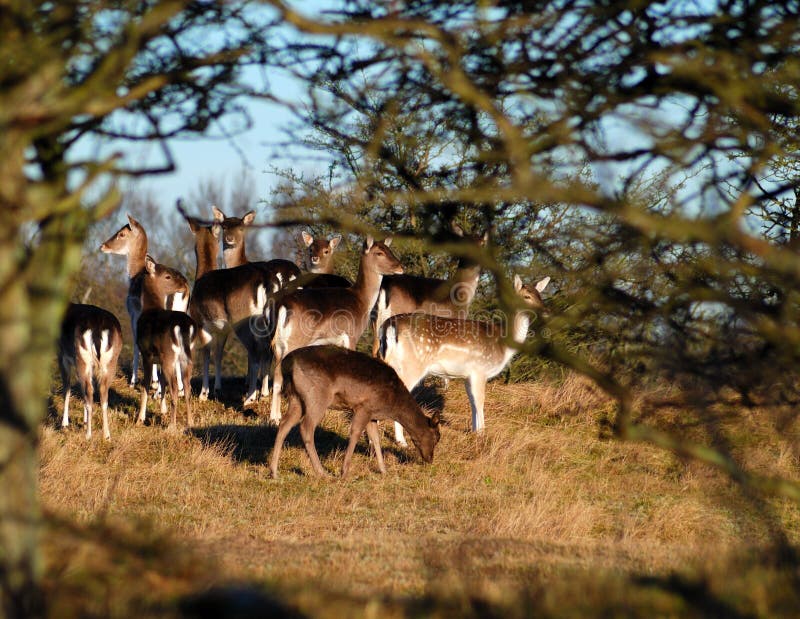 De Groep Van De Familie Herten Stock Foto - Image of groep, landschap ...