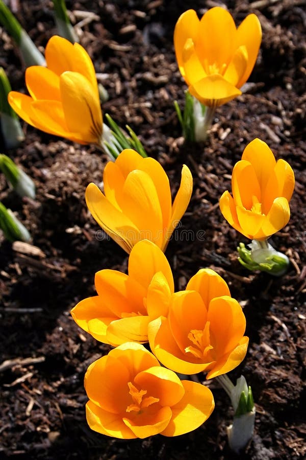 De groep van de krokus stock foto. Image of bladeren, maart - 9022266