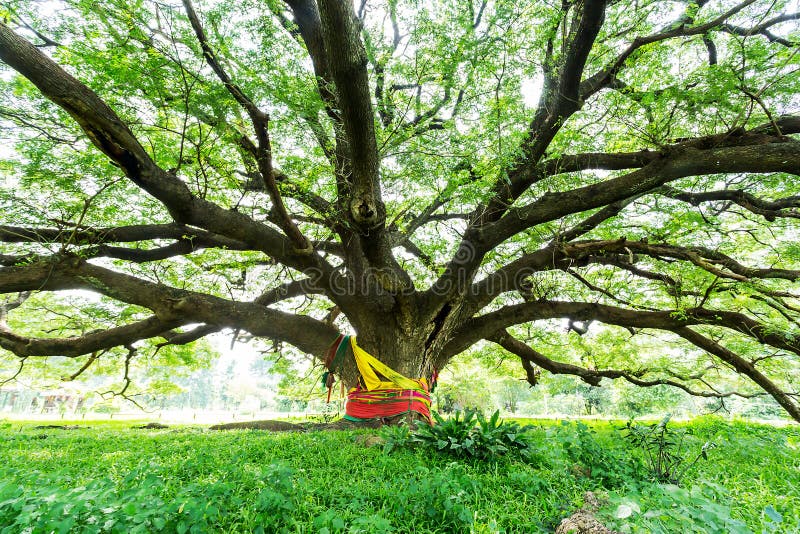 De Grootste Boom Van De Aappeul in Thailand Stock Afbeelding - Image of ...