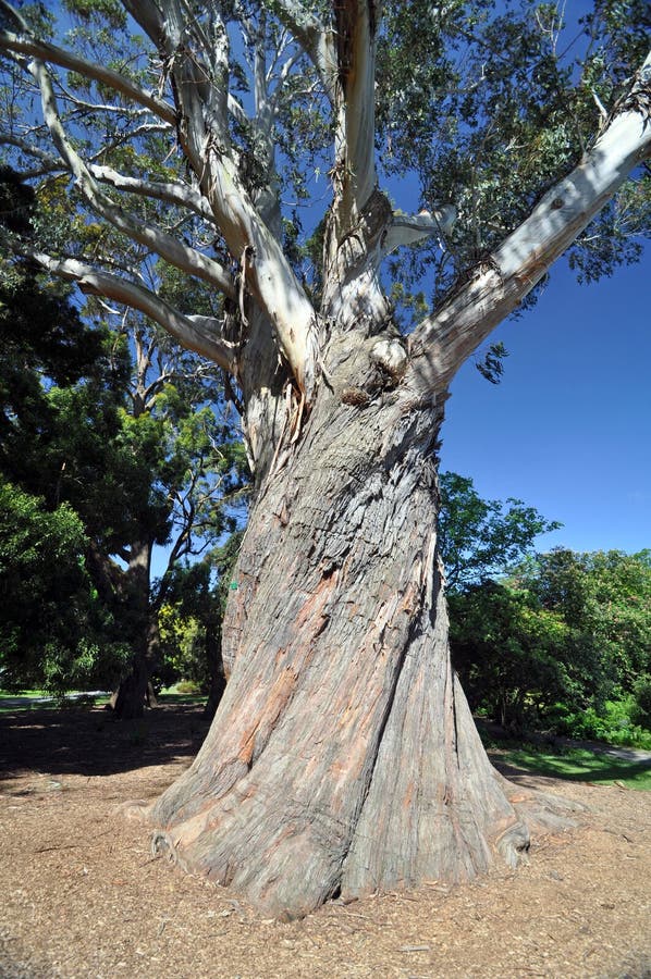 De grote boom stock foto. Image of gebladerte, bloei - 37462938