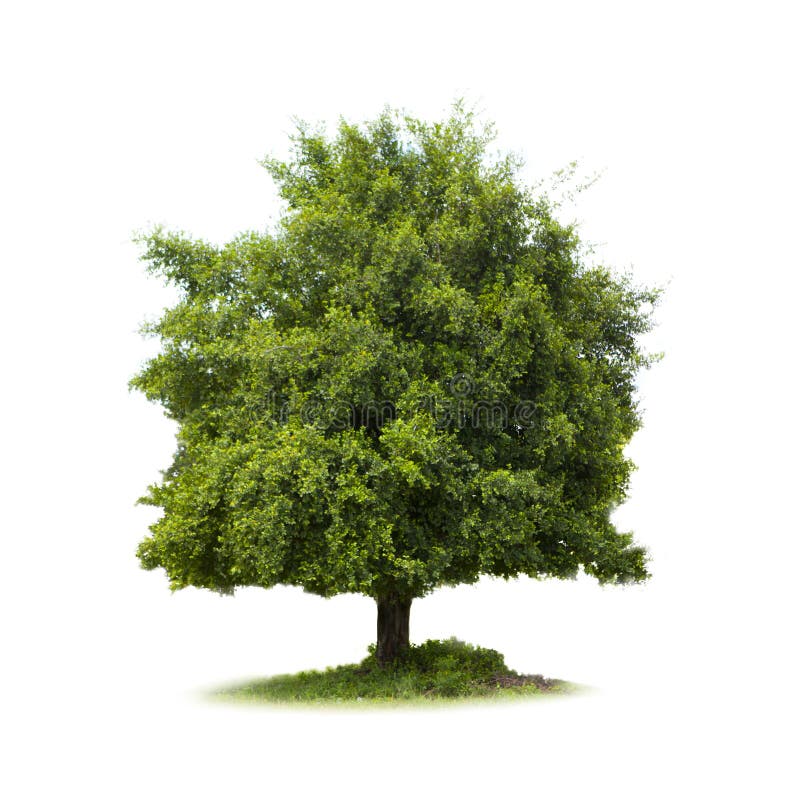 Grote boom geïsoleerd stock afbeelding. Image of buiten - 55881855