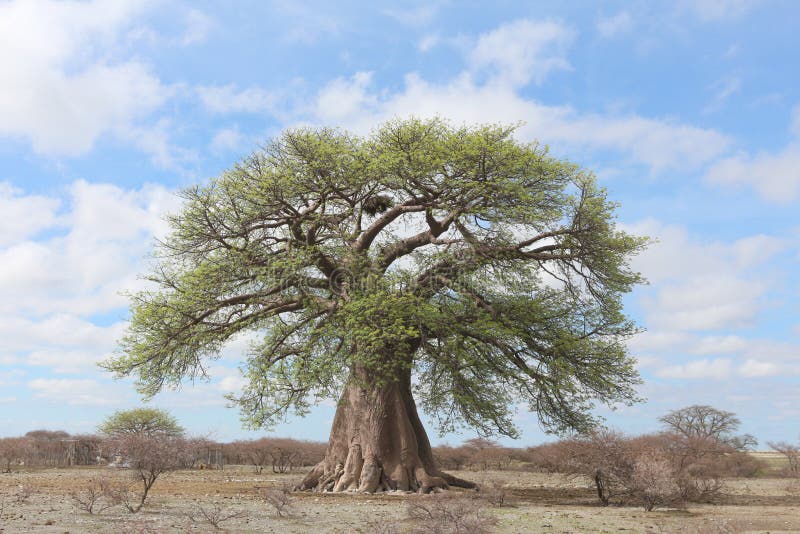 De Grote Boom Van De Baobab Stock Afbeelding - Image of wolken, droogte ...