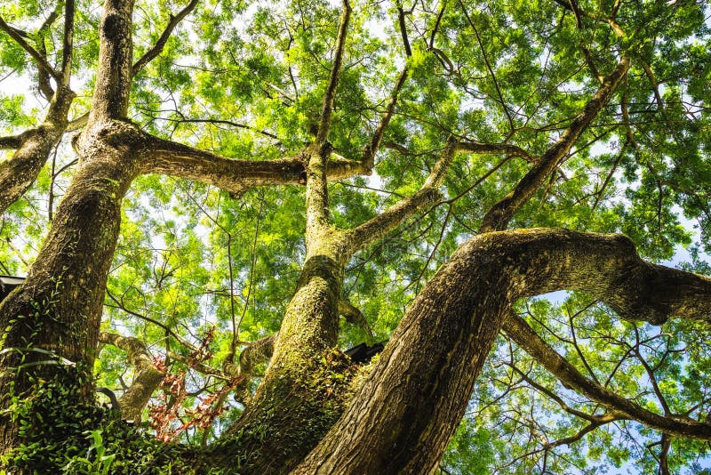 Grote boom kijkt omhoog stock foto. Image of helder, bruin - 39800488