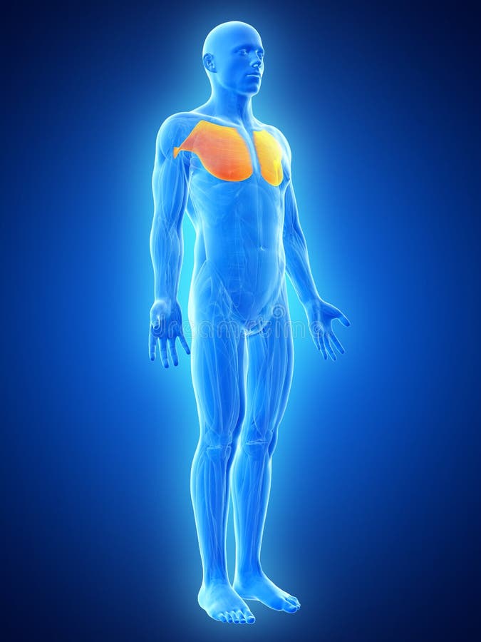 De grote borstspier stock illustratie. Illustration of gezondheid ...