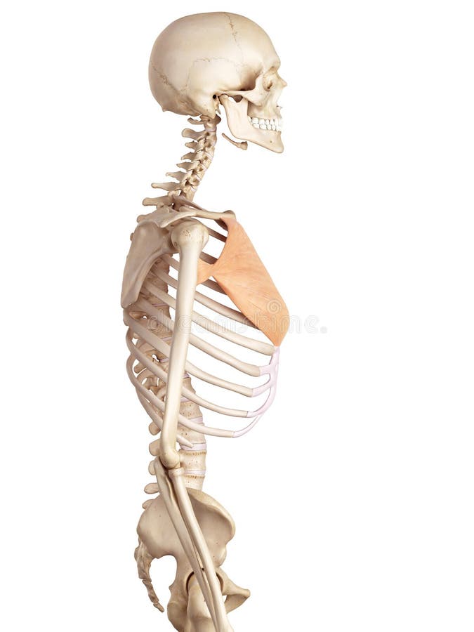 De grote borstspier stock illustratie. Illustration of wetenschap ...