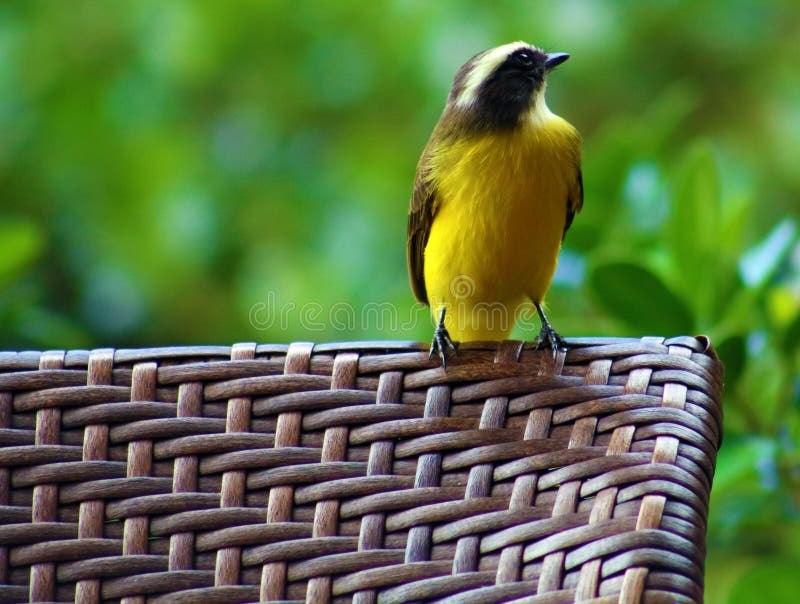 De Grote Gele Costa Rican Vogel Van Kiskadee Stock Foto - Image of ...