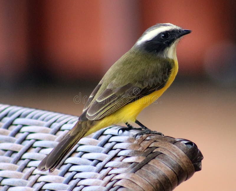 De Grote Gele Costa Rican Vogel Van Kiskadee Stock Afbeelding - Image ...