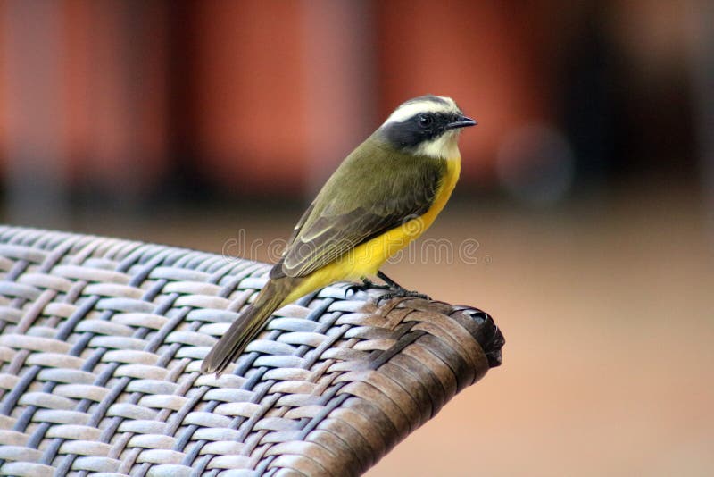 De Grote Gele Costa Rican Vogel Van Kiskadee Stock Foto - Image of wild ...