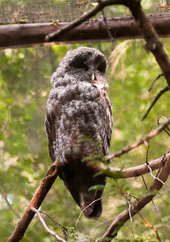 De grote Grijze Uil stock foto. Image of veer, leuk, groot - 26110472