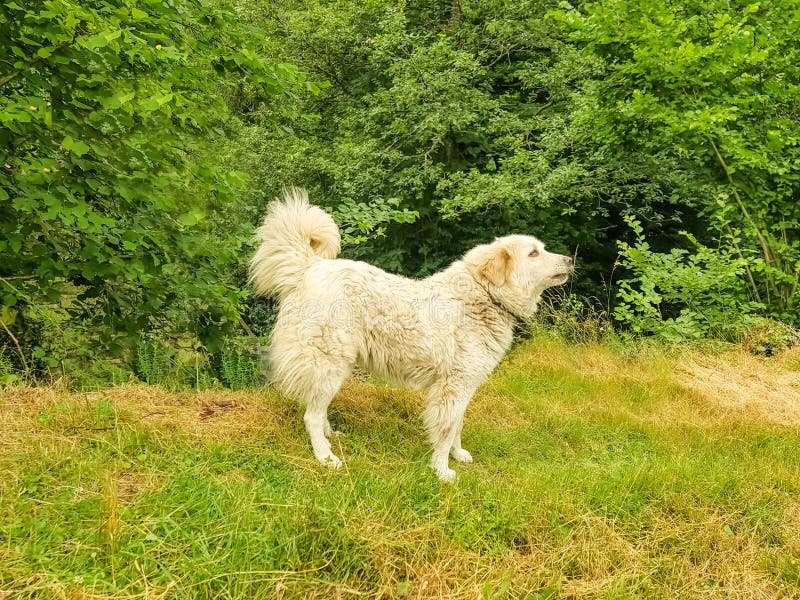 Patou - Hond Voor De Bescherming Van Schapen in De Franse Alpen Stock ...