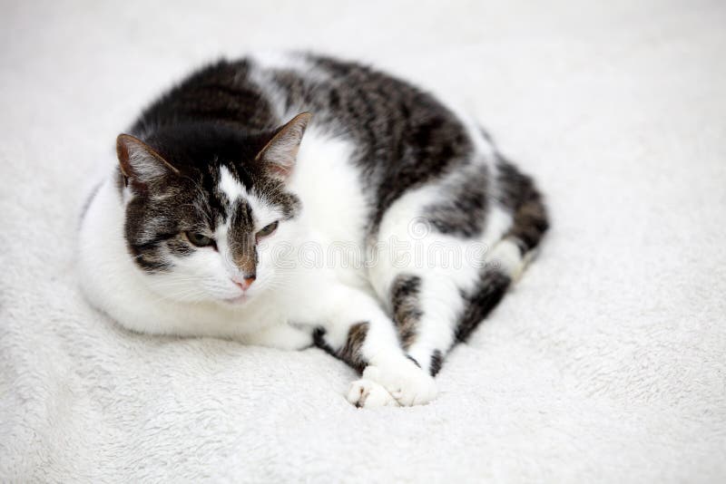 De Grote Huiskat Ligt Op Een Bed Stock Afbeelding - Image of ogen ...