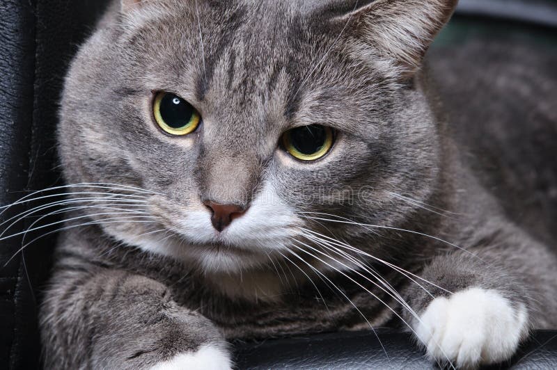 De grote kat ligt stock foto. Image of poot, katachtig - 17033684