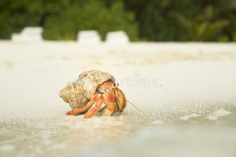 De Grote Krab Van De Kluizenaar Stock Foto - Image of schaaldier, wild ...