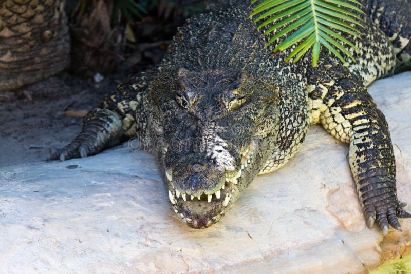 De Grote Krokodil Op Snuffelt Rond Stock Afbeelding - Image of groot ...