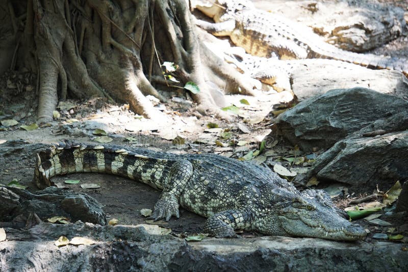 De Grote Krokodil in Thailand Stock Afbeelding - Image of roofdier ...