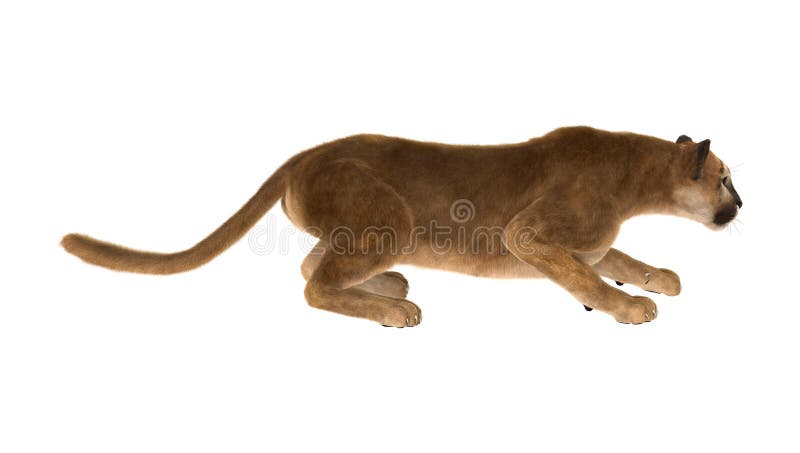 De grote Poema van de Kat stock afbeelding. Image of geïsoleerd - 64610005