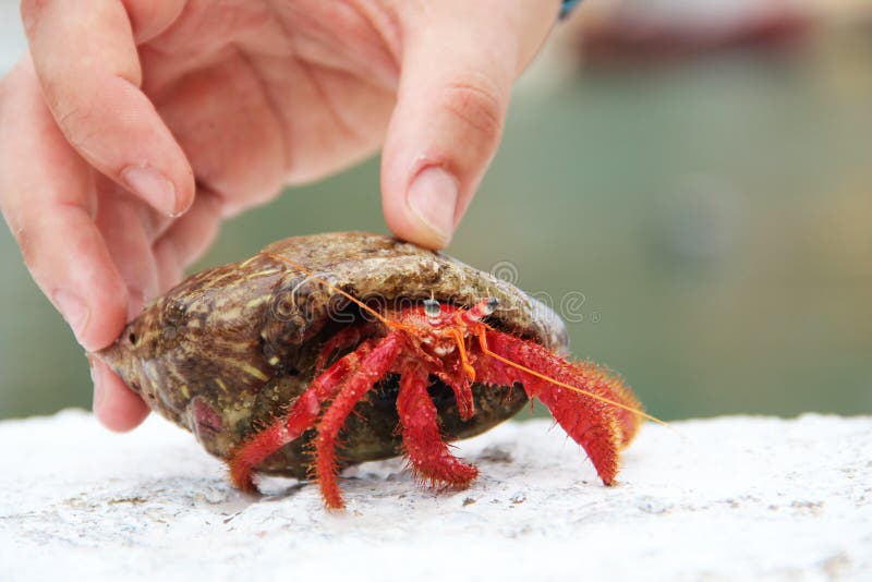 De Grote Rode Krab Van De Kluizenaar Stock Afbeelding - Image of ...