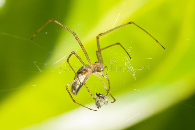 De Grote Spin in Een Web Eet Stock Foto - Image of netto, been: 26358032