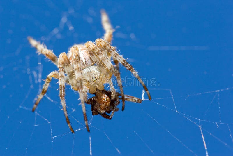 De grote spin eet klein stock foto. Image of overleving - 35641234