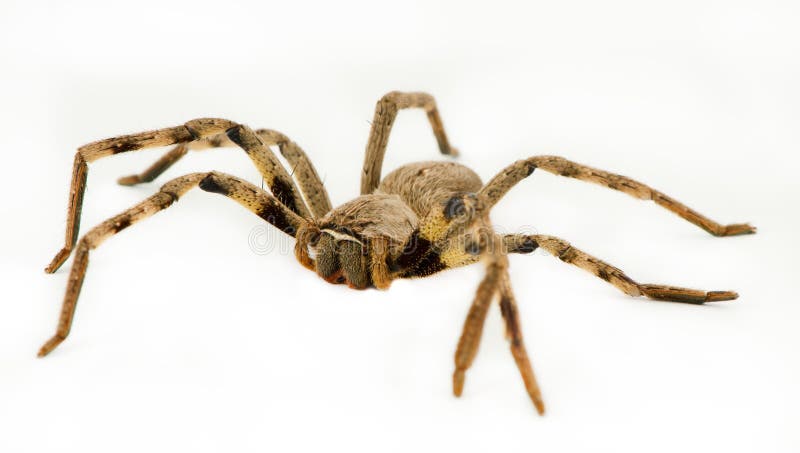 De grote Spin van de Regen stock foto. Image of benen - 29046902