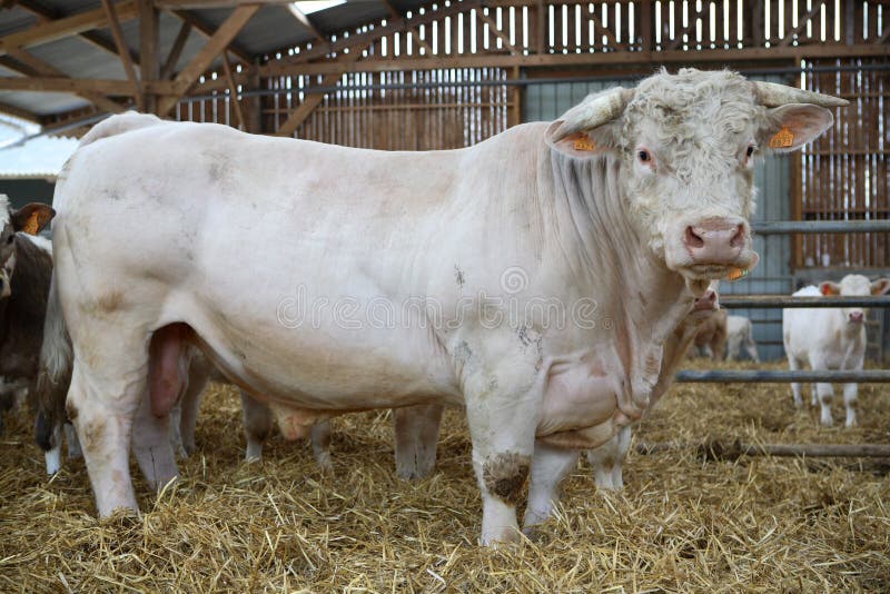 De grote stier stock foto. Image of tafereel, dier, dieren - 1701872