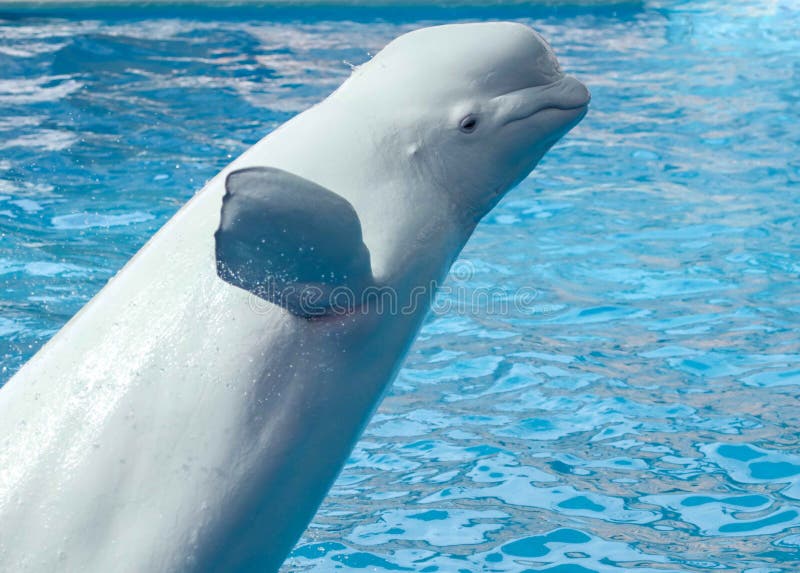 De Grote Witte Dolfijn Zwemt in De Pool Stock Afbeelding - Image of ...