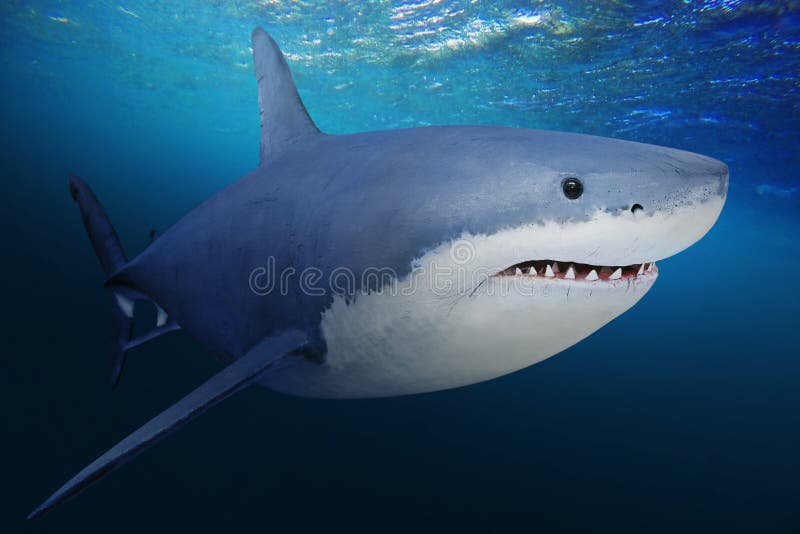 De Grote Witte Haai stock foto. Image of barrière, diep - 89084728