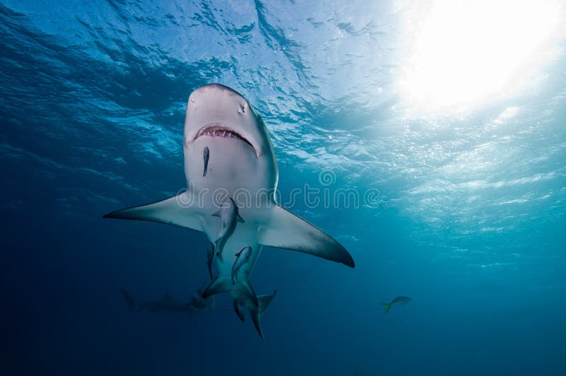 De Haai Van De Citroen En Remoravissen Stock Foto - Image of roofdier ...