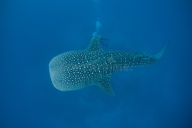 De haai van de walvis stock foto. Image of grootste, kleuring - 55948520