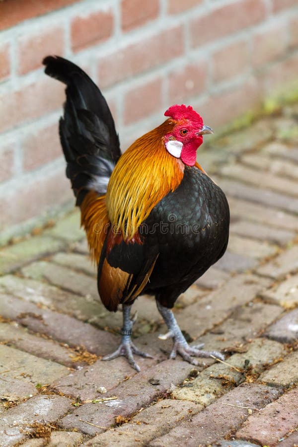 Trotse Haan Die Zich Lang Bevinden Stock Foto - Afbeelding bestaande ...